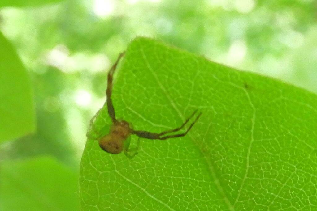 Black-banded Crab Spider from Walker Nature Center on May 22, 2024 by ...