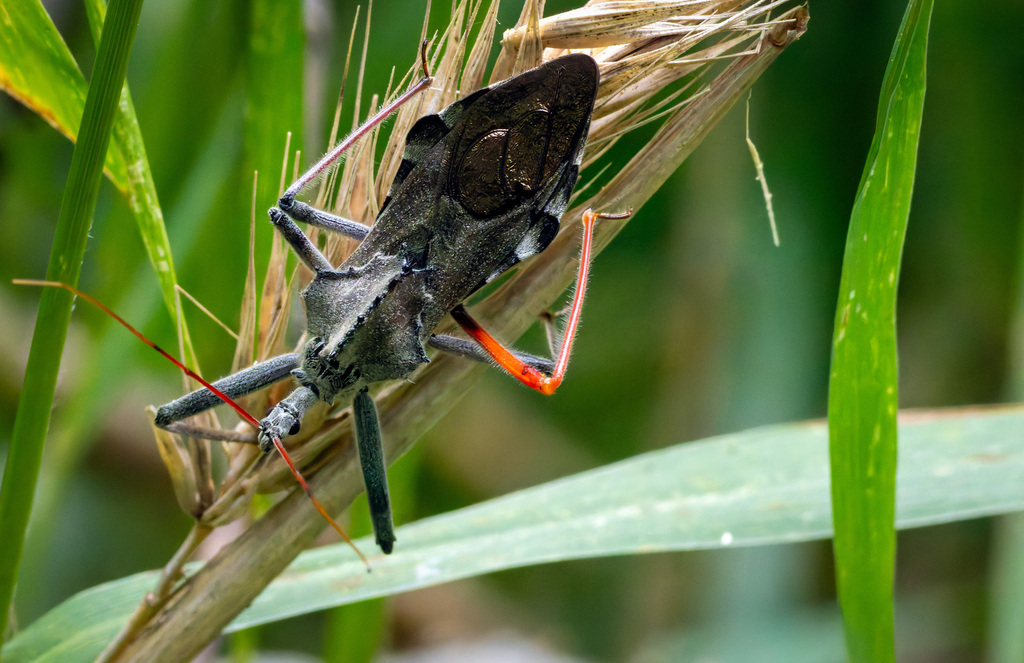North American Wheel Bug from Lewisville, TX, USA on May 22, 2024 at 11 ...