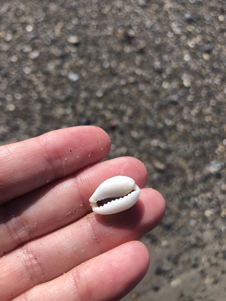 Gold Ring Cowry in May 2024 by inatau. Little money cowrie Byron Hope ...
