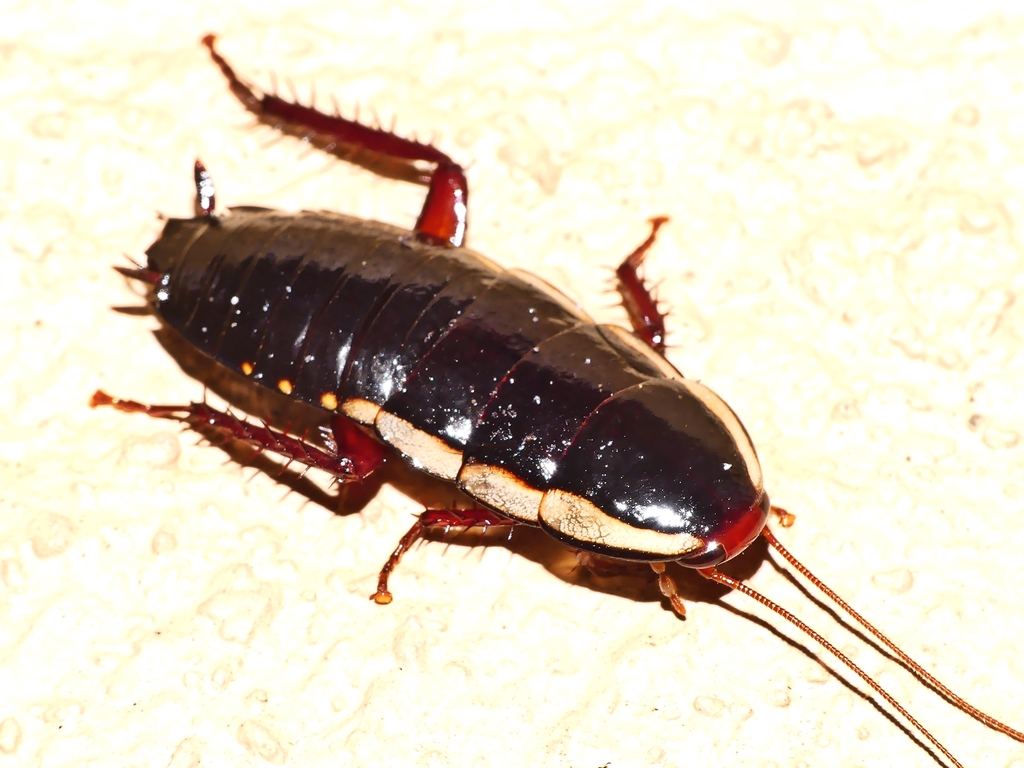 common shining cockroach from Belair SA 5052, Australia on May 23, 2024 ...
