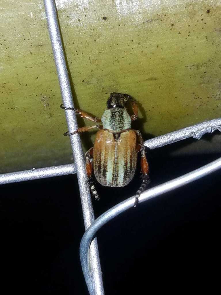 Scarabs from San Rafael de Montes de Oca, San José, Costa Rica on May ...