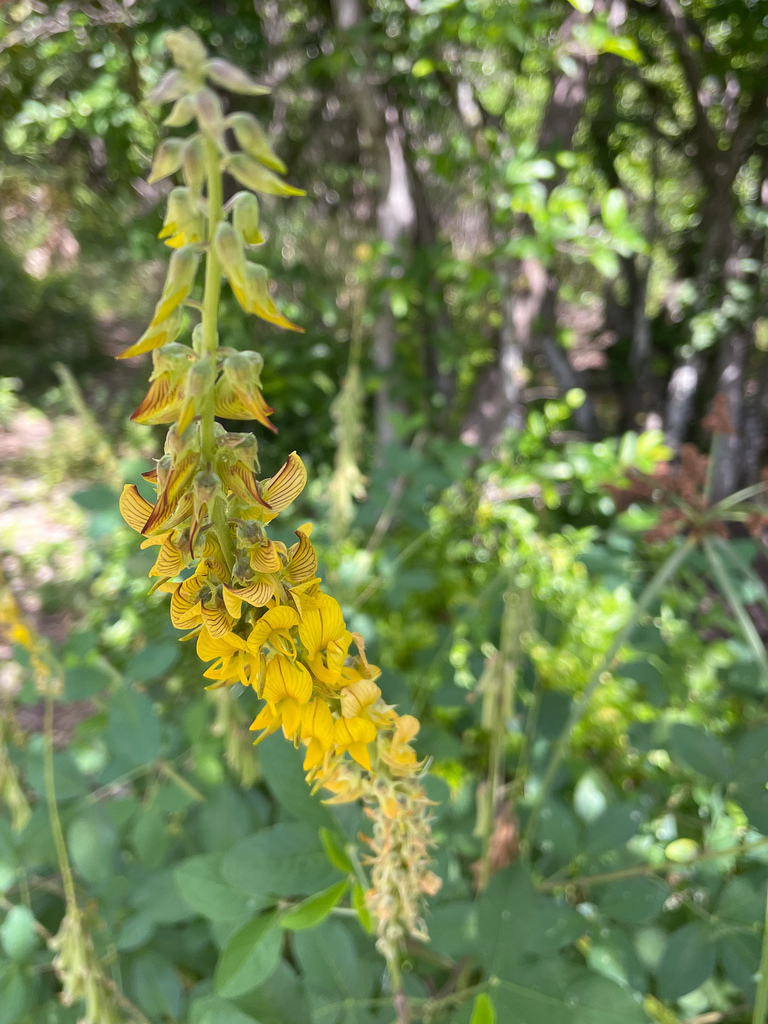Streaked Rattlepod from Martin County, FL, USA on April 17, 2024 at 11: ...