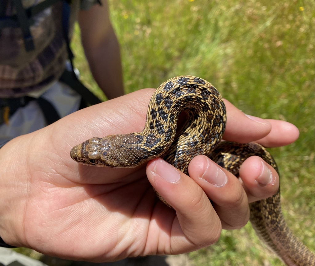 Pacific Gopher Snake in May 2024 by Spike Pike · iNaturalist