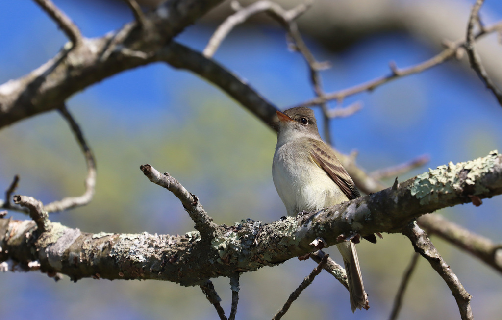 Willow Flycatcher from Shirley, NY, USA on May 22, 2024 at 04:15 PM by ...