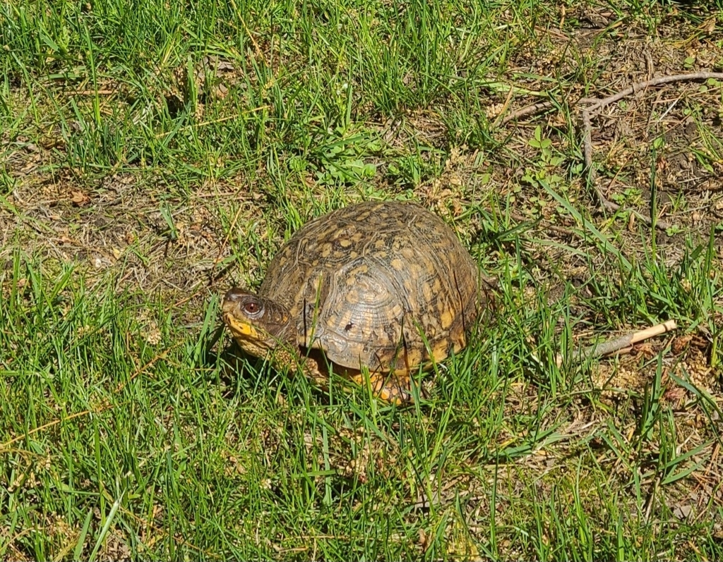 Eastern Box Turtle in May 2023 by necottontail. I sent this picture to ...