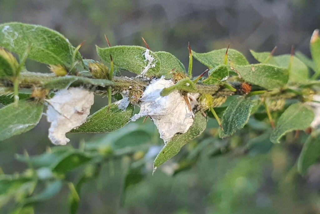 Scale Insects from Melbourne VIC, Australia on May 15, 2024 at 02:40 PM ...