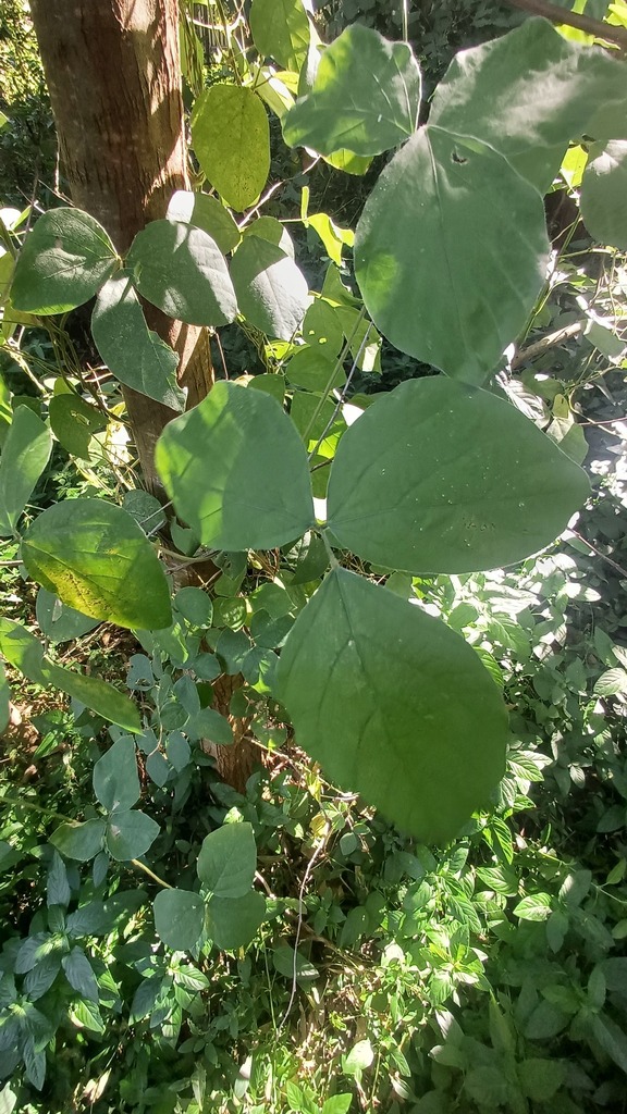 Phaseoleae from Eva Park, Brisbane QLD, Australia on May 23, 2024 at 10 ...