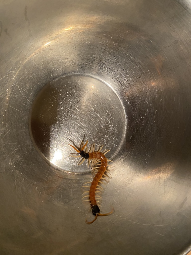 Giant Desert Centipede from Coronado National Forest, Cochise, AZ, US ...