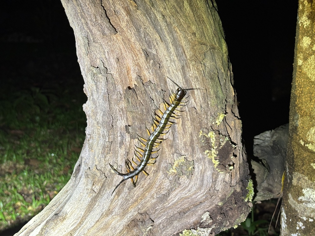 Pacific Giant Centipede from Phu Khiao Wildlife Sanctuary, Khon San ...