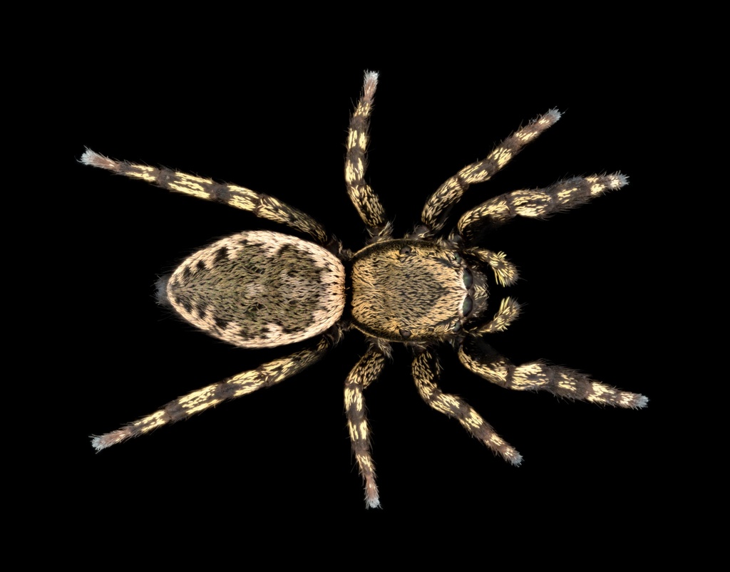 Hart's Jumping Spider from Pawnee County, OK, USA on May 22, 2024 at 04 ...