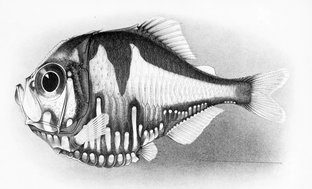 (Polyipnus) - Marine Life Identification