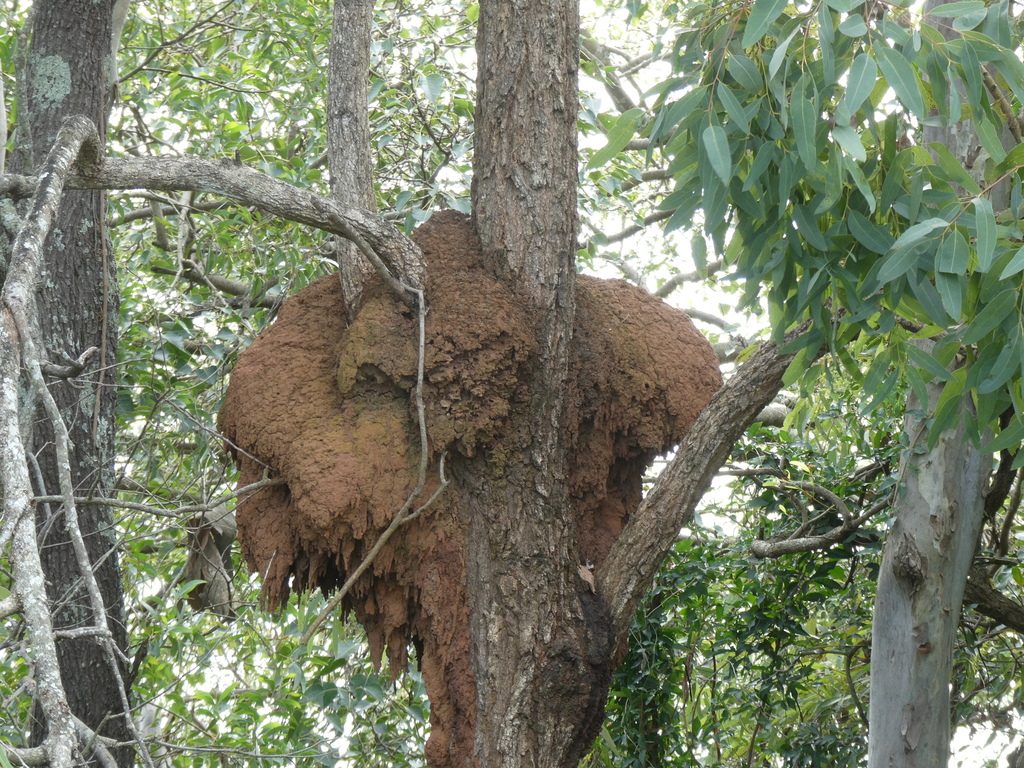Termites from Brisbane QLD, Australia on May 17, 2024 at 10:18 AM by ...