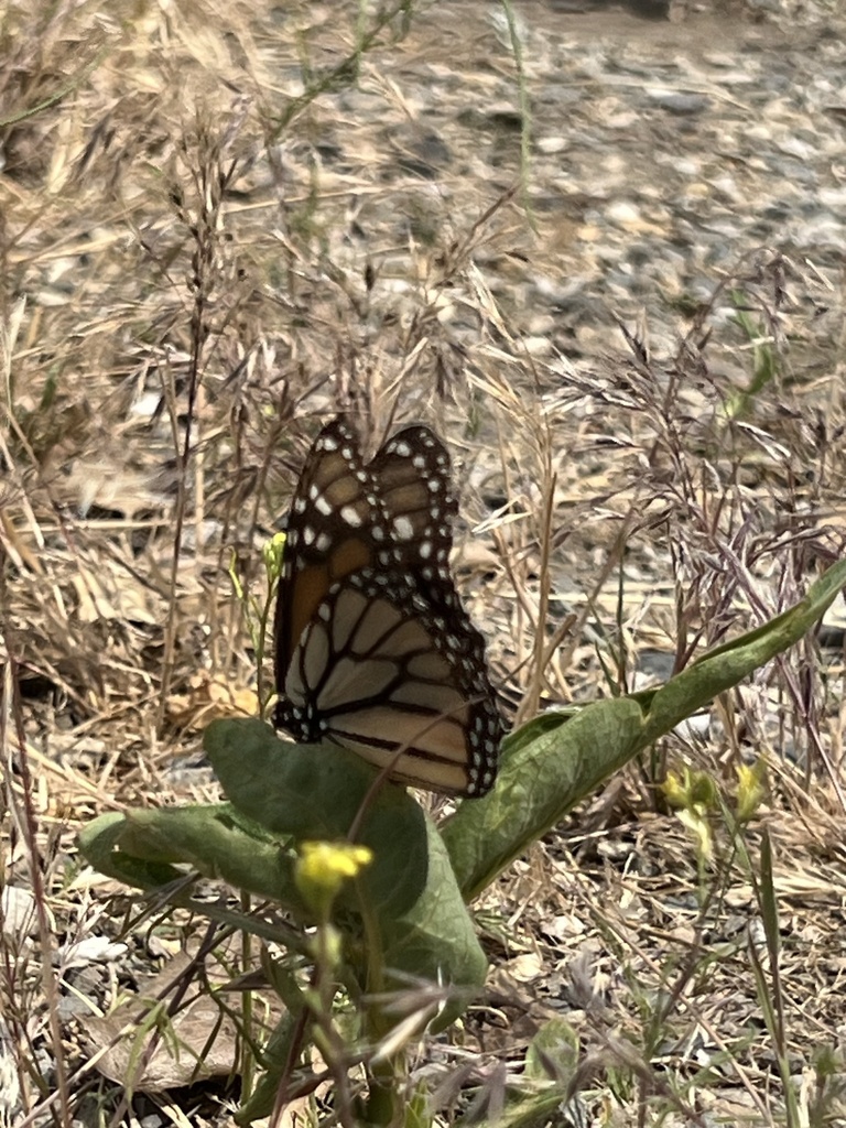 Monarch from Allan Brooks Way, Vernon, BC, CA on June 24, 2023 at 01:03 ...