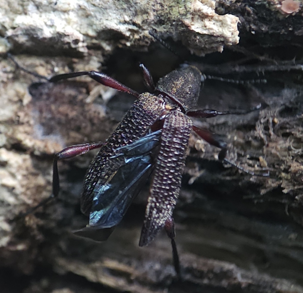 Strongylium in May 2024 by klearad. Tenebrionidae Strongylium · iNaturalist