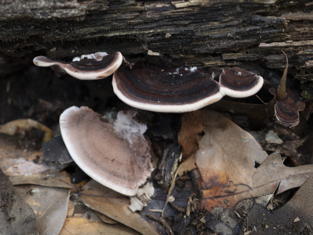 Nigroporus vinosus from Van Zandt County, TX, USA on May 19, 2024 at 01 ...