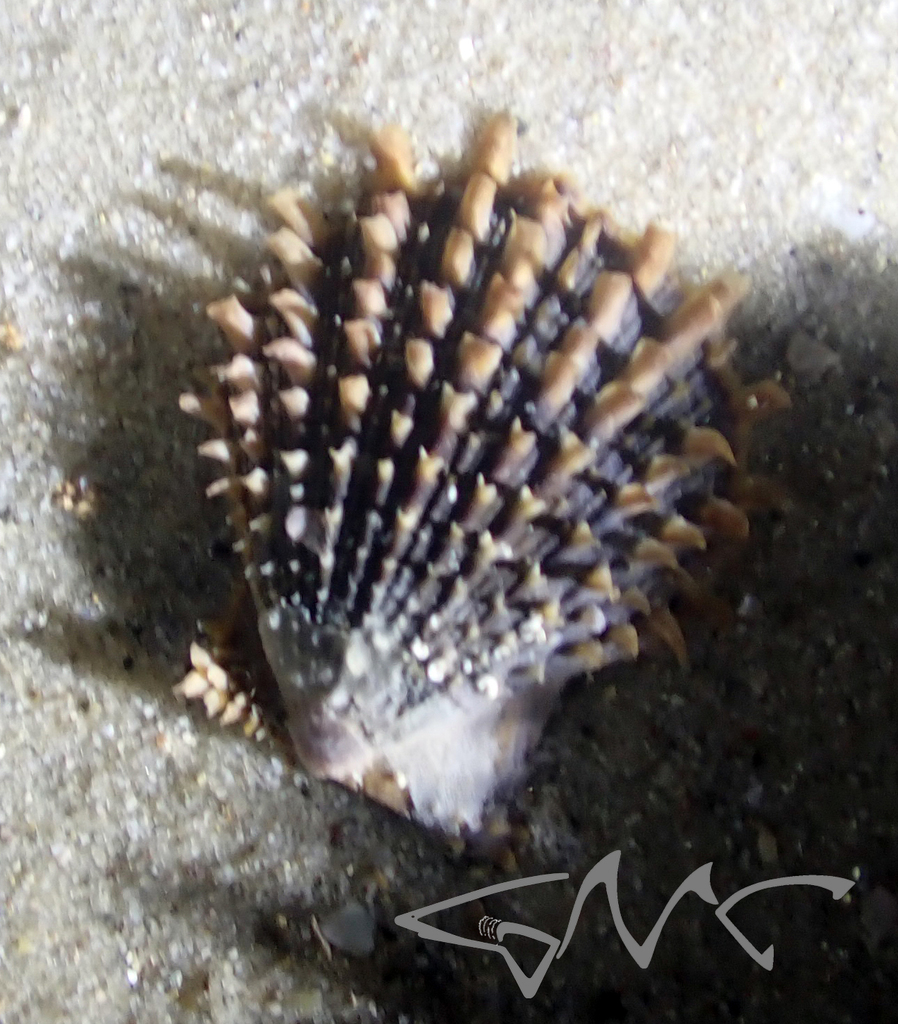 Livid Fan Scallop from Fly Point Dive on May 17, 2024 at 05:19 PM by ...