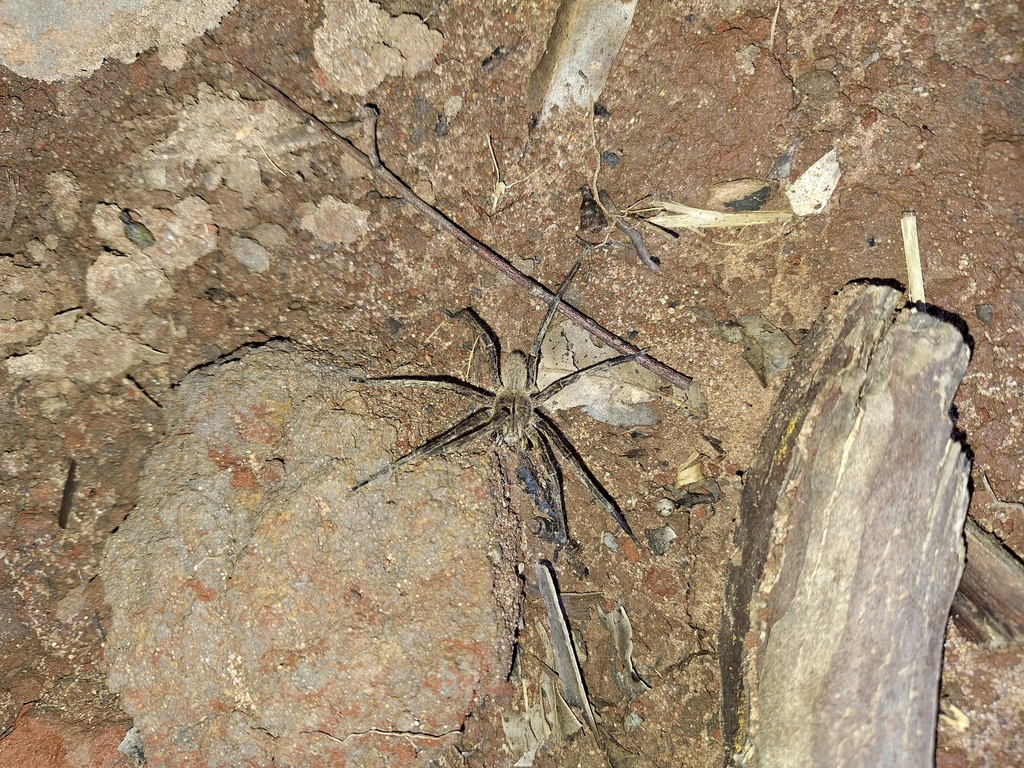 Brazilian Wandering Spiders from Primavera, Novo Hamburgo - RS, Brasil ...