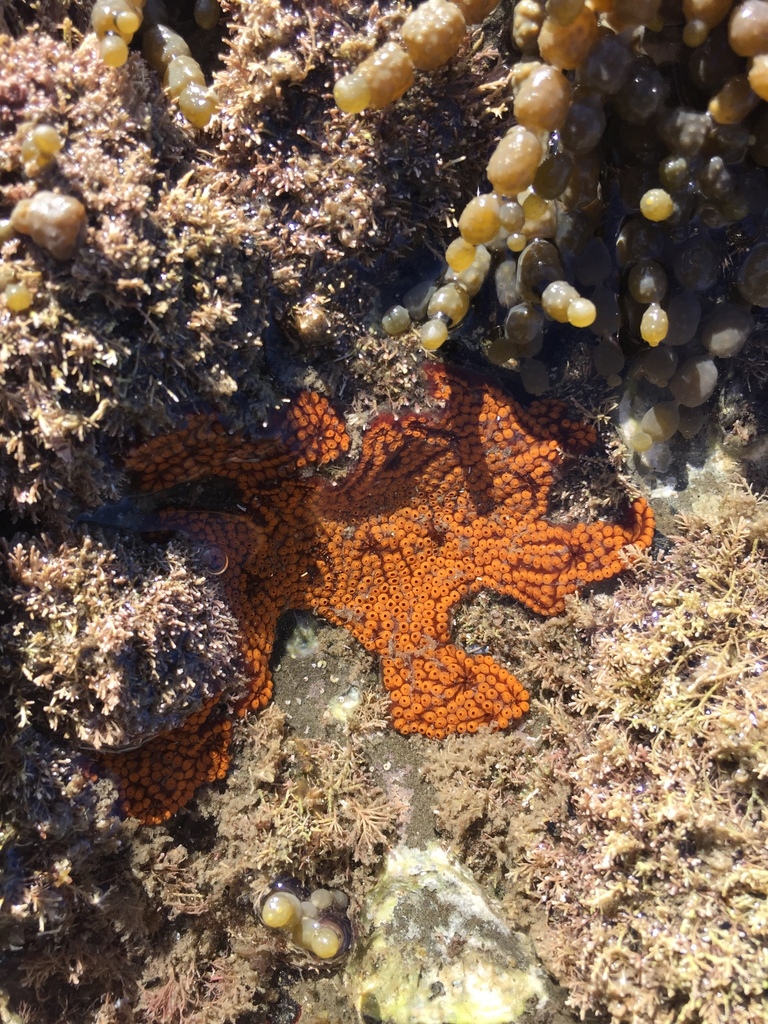 Botrylloides from Auckland, New Zealand on May 23, 2024 at 12:38 PM by ...