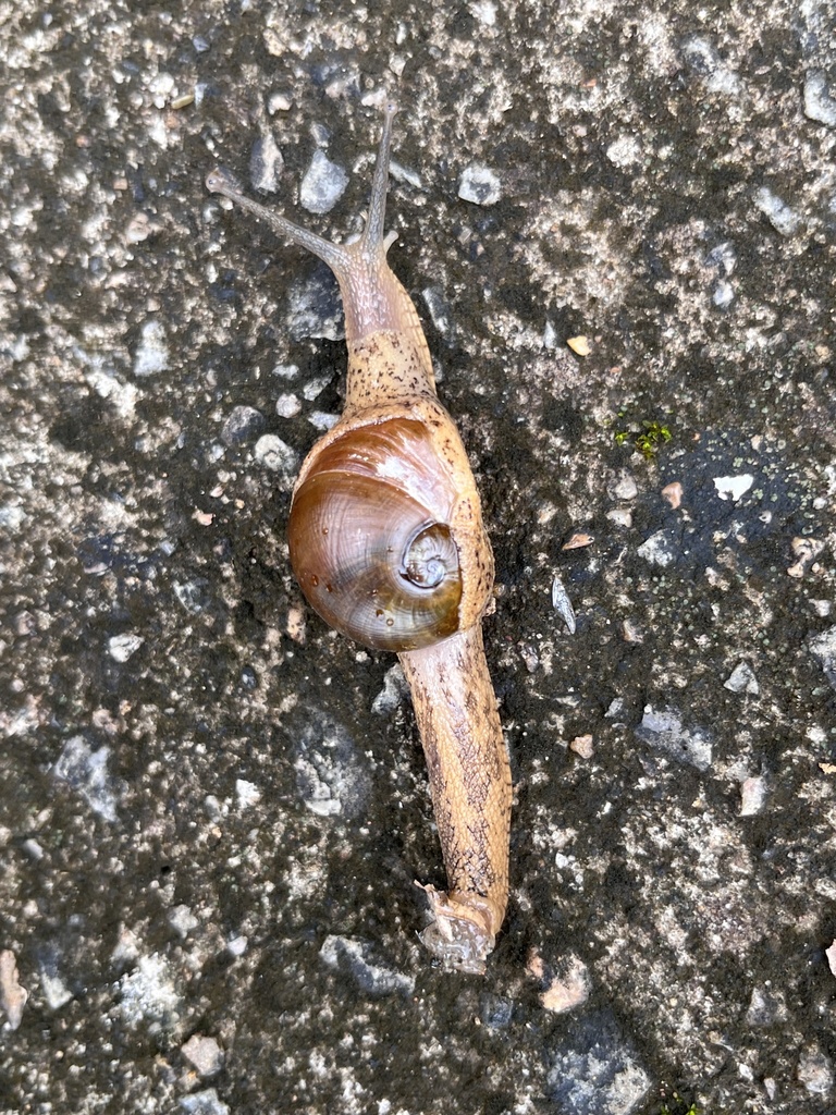 Arboreal Snail from 大帽山郊野公園, 大帽山, 新界, HK on May 23, 2024 at 12:06 PM by ...