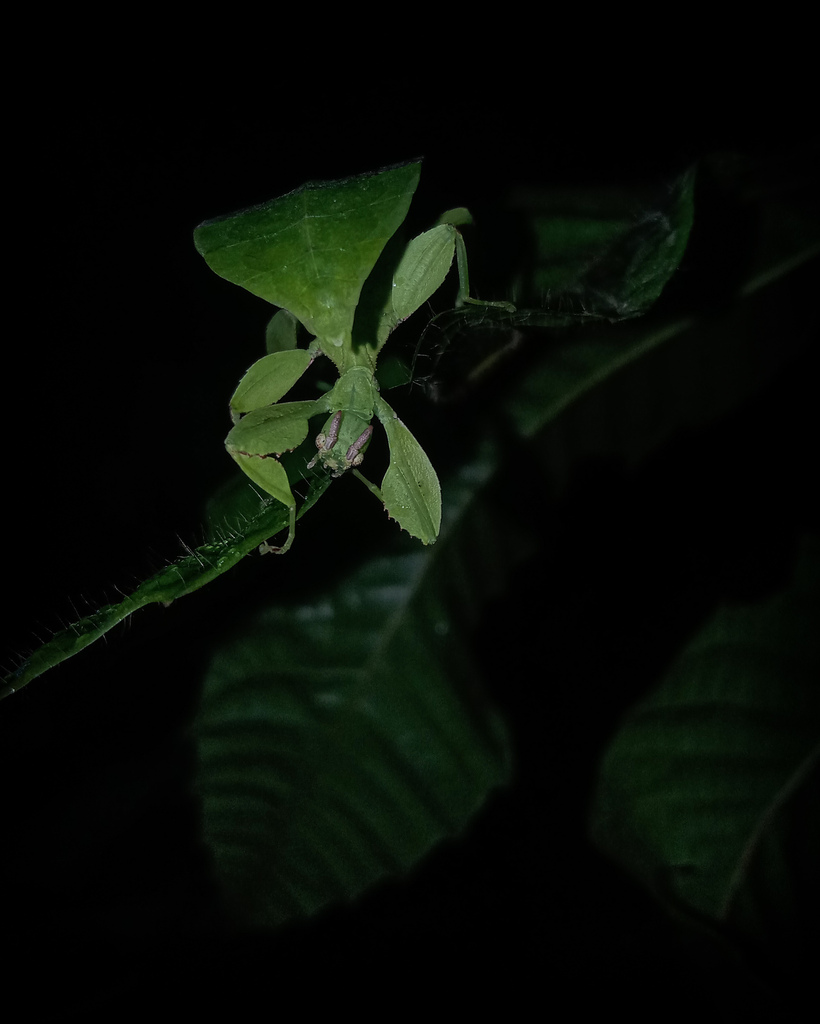 Phyllium from Panay Island, Philippines on May 22, 2024 at 07:58 PM by ...