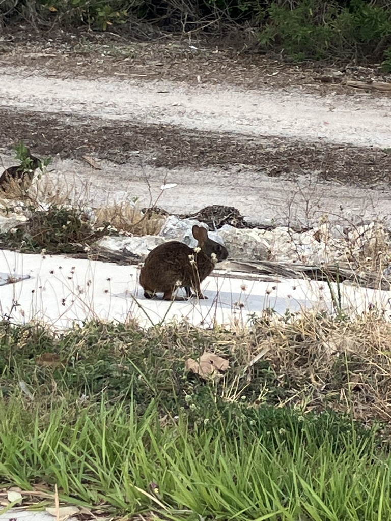 Marsh Rabbit from Isla del Sol, Saint Petersburg, FL, US on May 16 ...