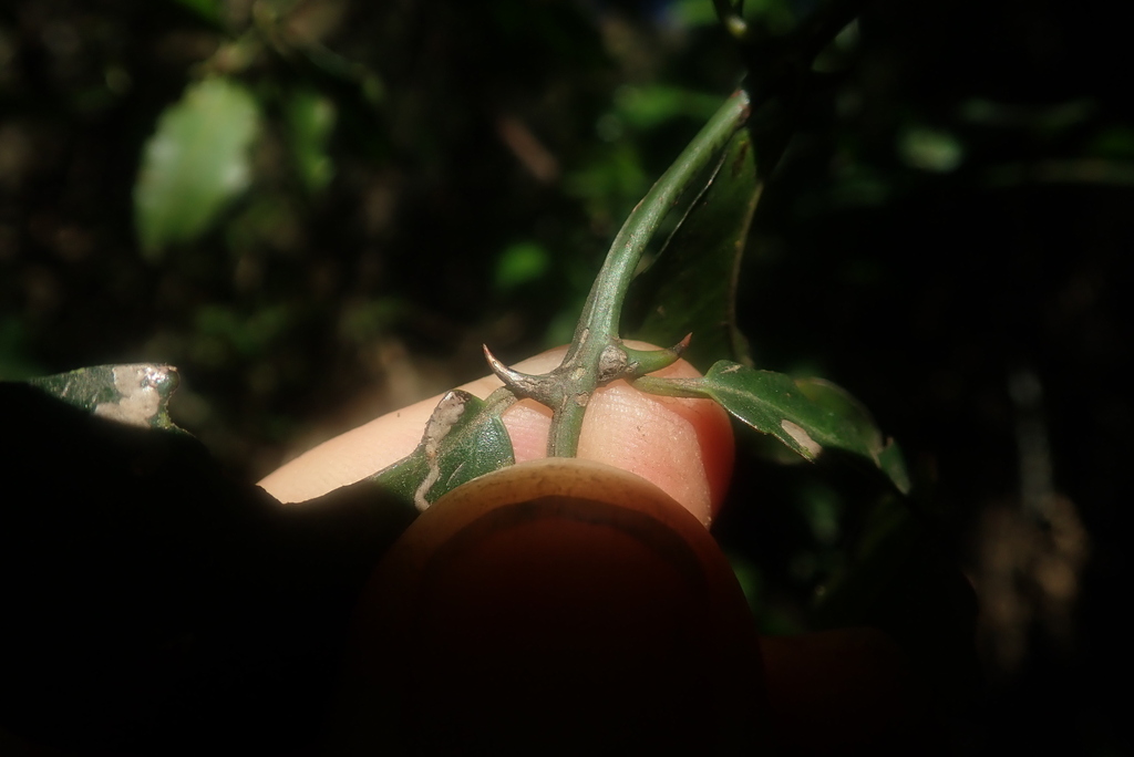 cat-thorn from Ehlanzeni District Municipality, South Africa on June 29 ...