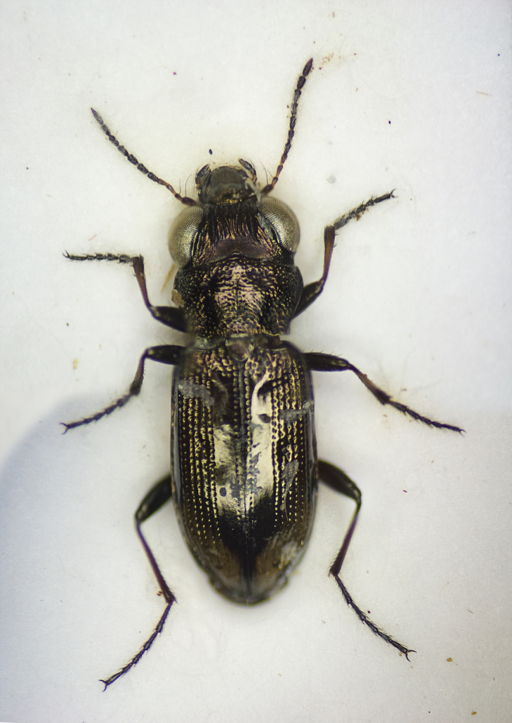 Notiophile à deux taches (carabidae france) · iNaturalist