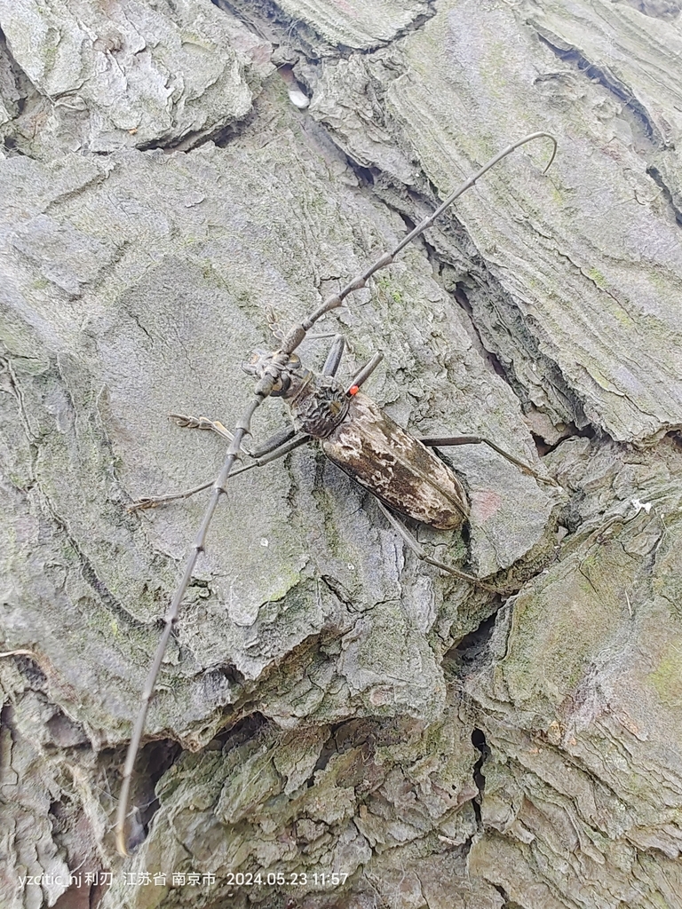 Trirachys orientalis from Nanjing, CN-JS, CN on May 23, 2024 at 11:57 ...