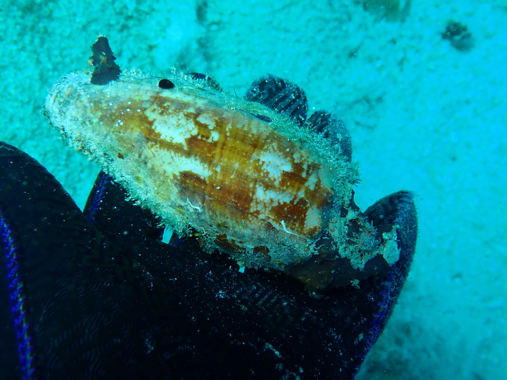 Geography Cone from Western Division, Fiji on May 17, 2024 at 03:32 PM ...
