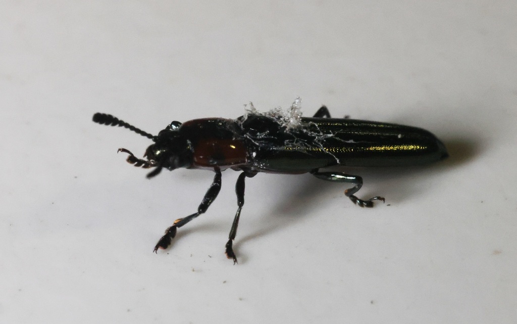 Tetraphala collaris in May 2024 by sk2 · iNaturalist