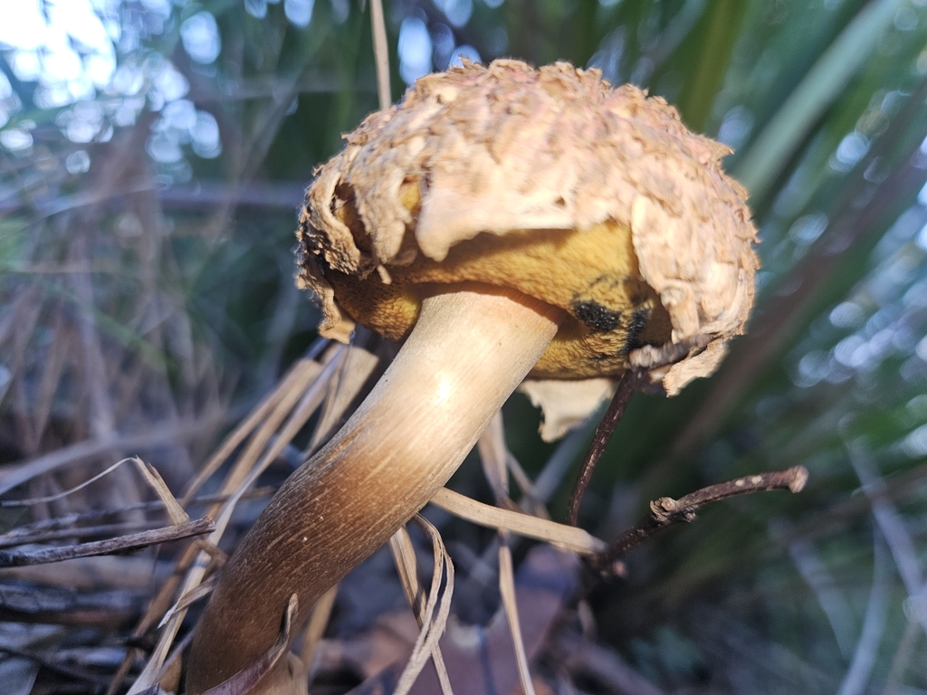 Boletellus ananiceps from Berkeley Vale NSW 2261, Australia on May 23 ...