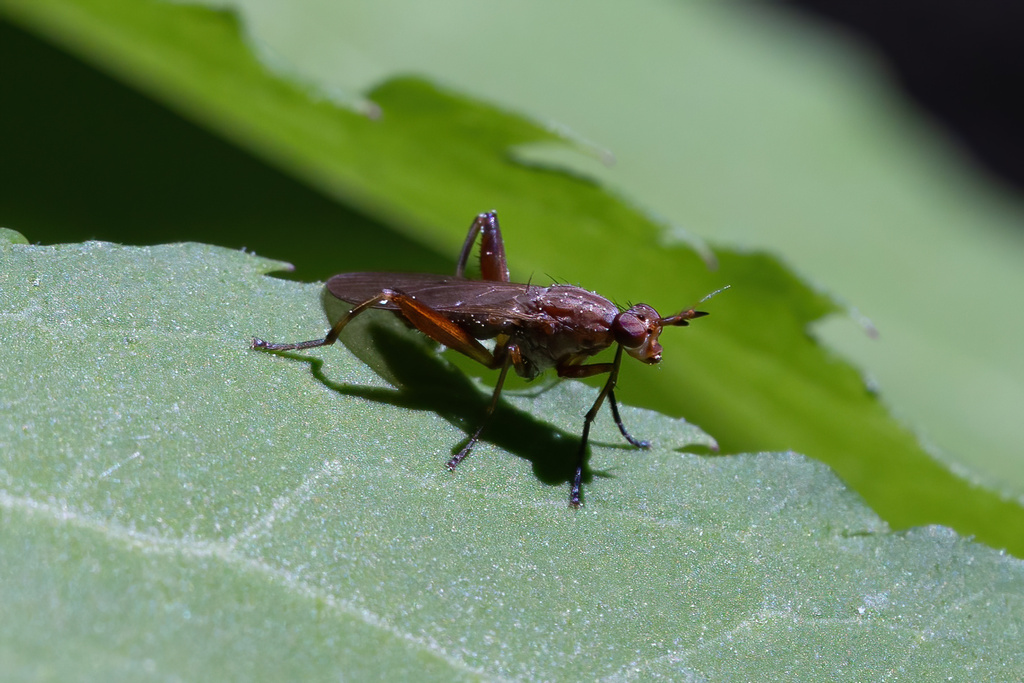 Snail-killing Flies from 中国北京市延庆区 on May 11, 2024 at 03:15 PM by Yishen ...