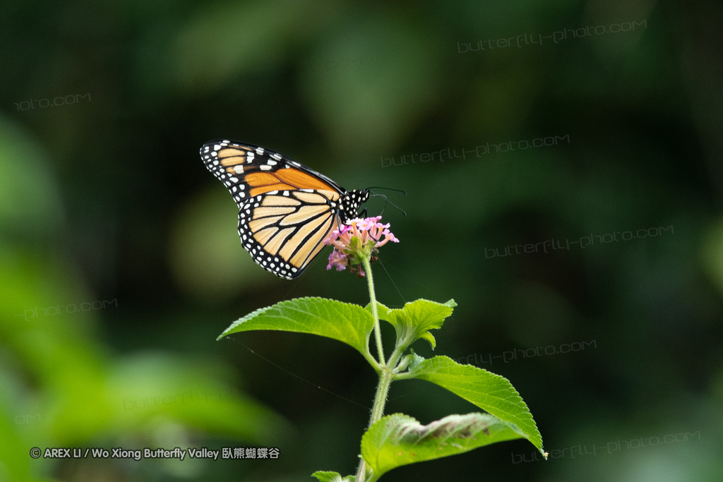 Monarch from Gindoran QLD 4676, Australia on January 25, 2019 at 08:21 ...