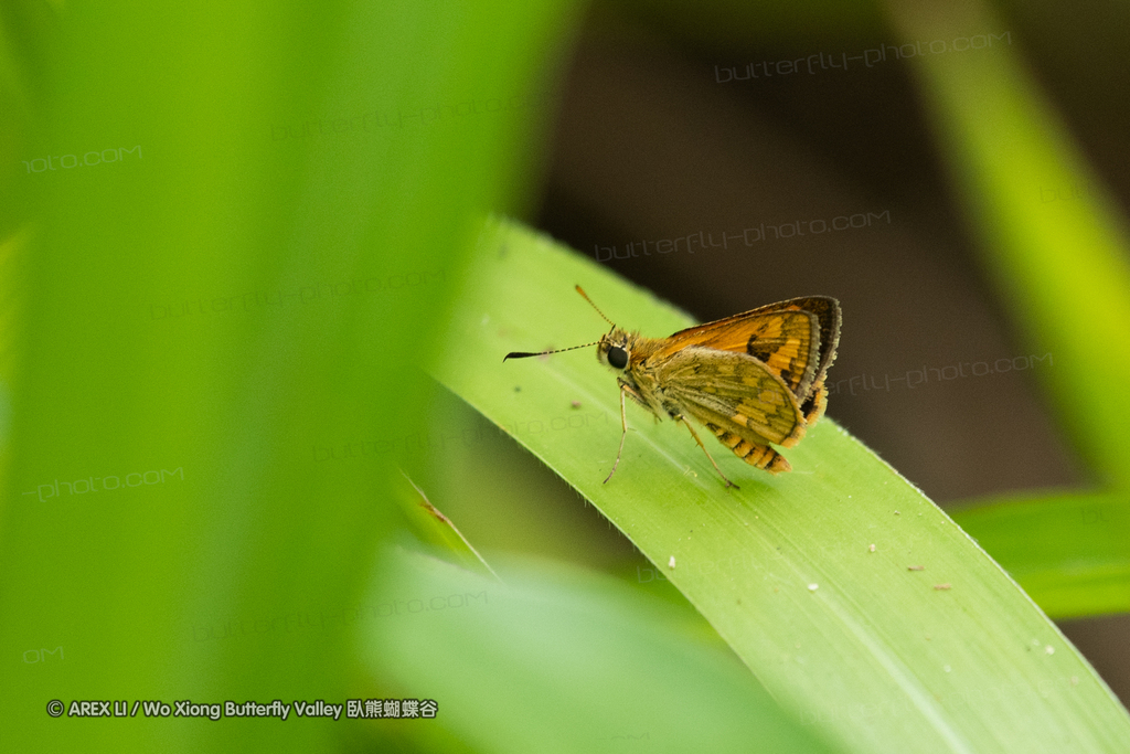 Wide-brand Grass-dart from Gindoran QLD 4676, Australia on January 25 ...
