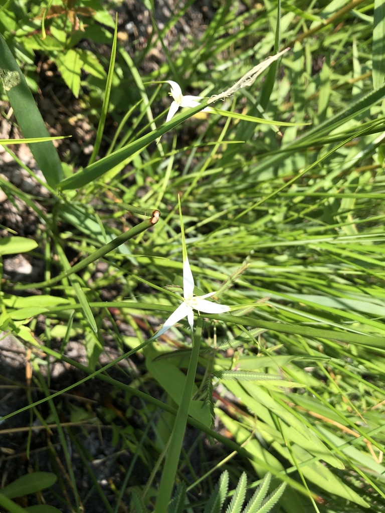 whitetop sedge from Saint Marks National Wildlife Refuge, Crawfordville ...