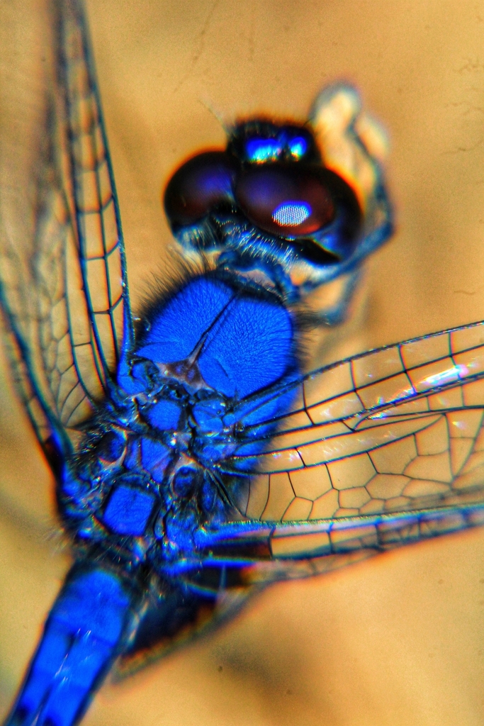 Indigo Dropwing in September 2022 by Dilip Mahadev Shirsat · iNaturalist