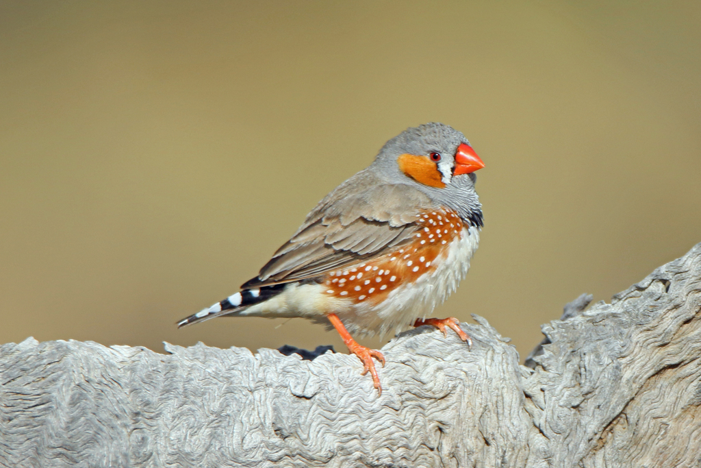 Zebra Finch from Bowra Sanctuary, Cunnamulla QLD 4490, Australia on ...