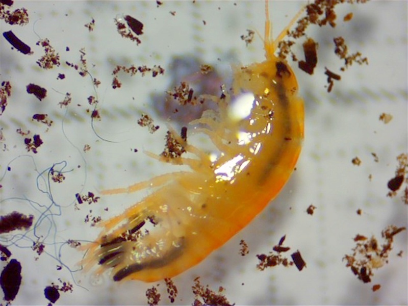 Terrestrial Amphipods from Sydney NSW, Australia on March 21, 2024 by ...