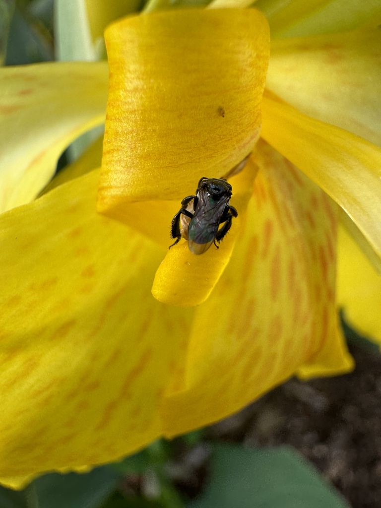 Charcoal Stingless Bee from Mt Coot-Tha Lookout, Mount Coot-Tha, QLD ...
