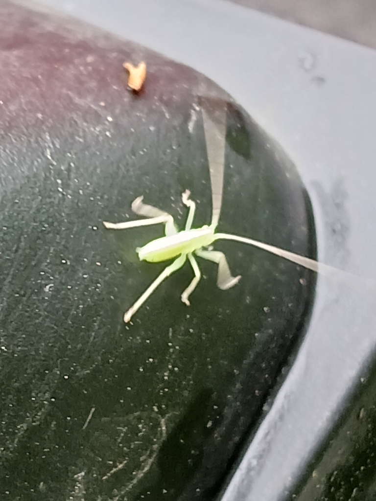 Meconema from Torrington EX38 8PH, UK on May 23, 2024 at 10:57 AM by ajpaines · iNaturalist