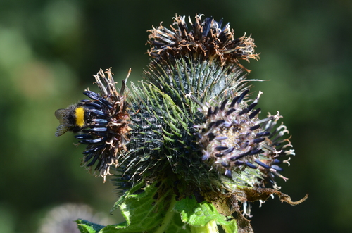 Aucklandia costus · iNaturalist