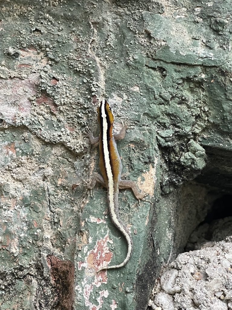 Wiegmann's Striped Gecko from Trinidad, Trinidad and Tobago, TT on May ...