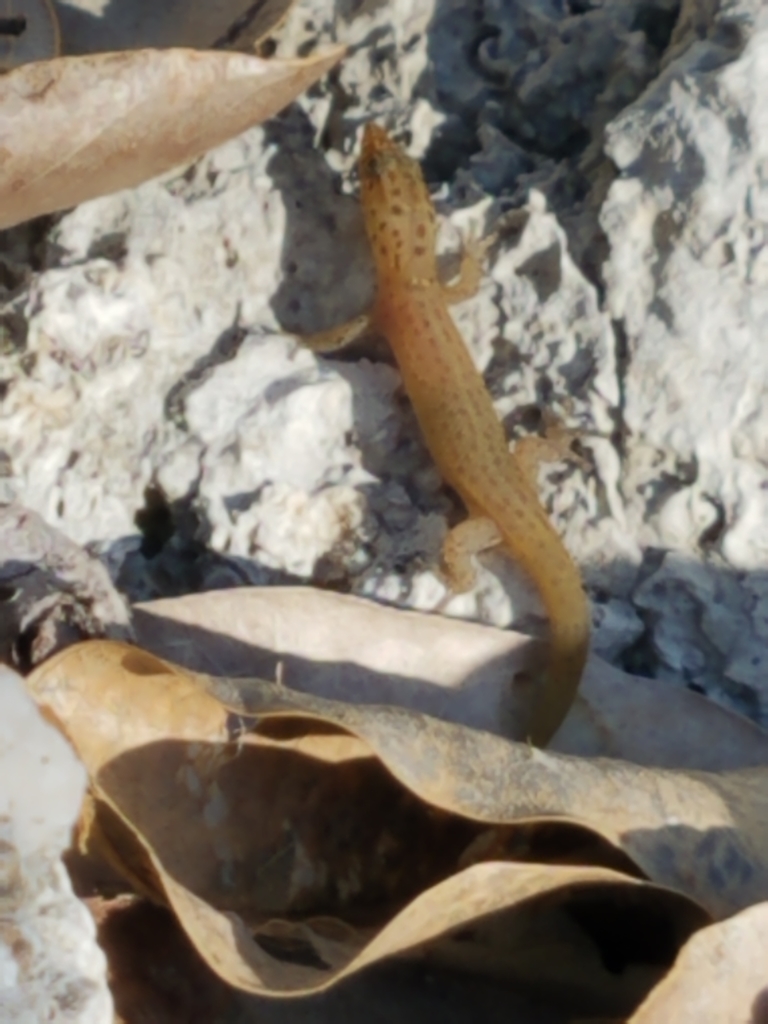 Florida Reef Gecko from 10750 County Rd 905, Key Largo, FL 33037, USA ...