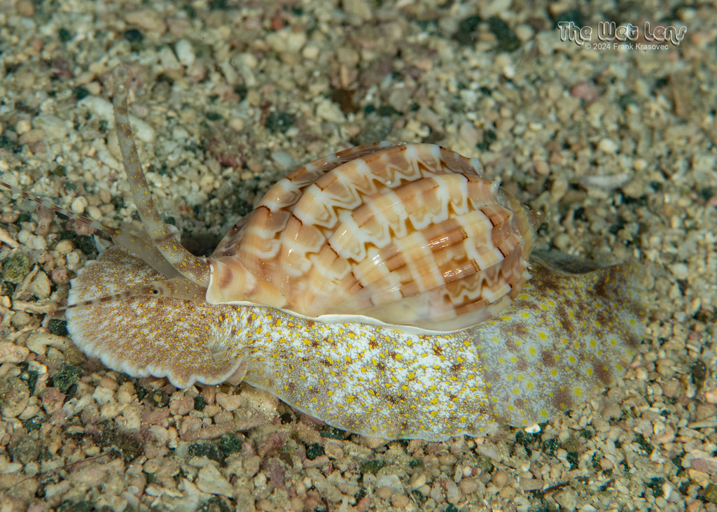 Harpa from Raja Ampat, Papua Barat, Indonesia on April 4, 2024 at 07:00 ...
