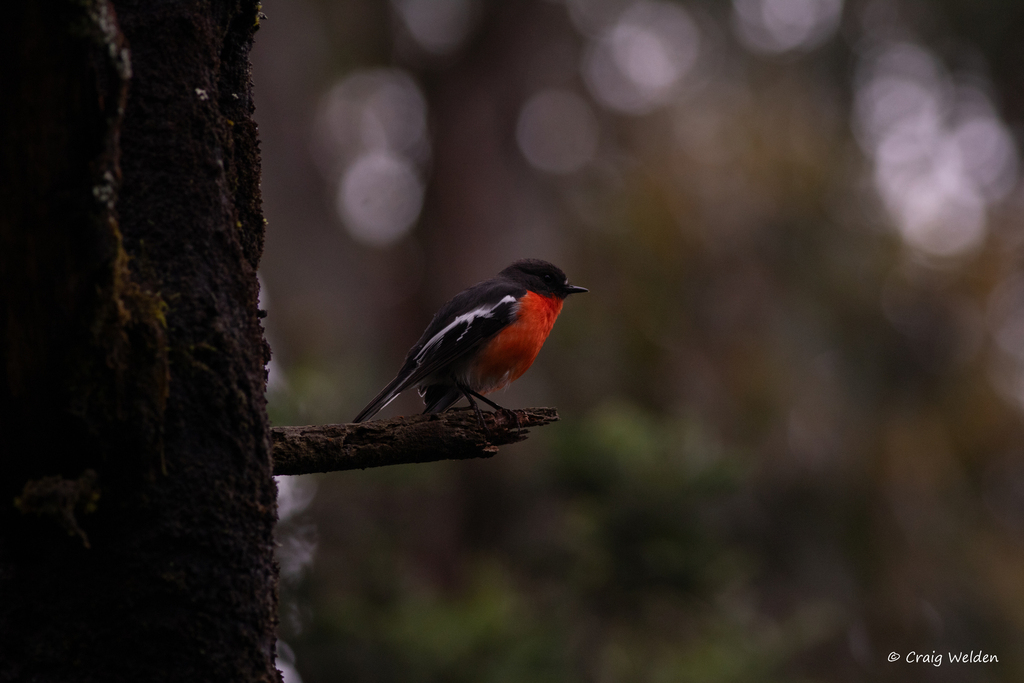 Flame Robin from Mount Macedon VIC 3441, Australia on December 3, 2023 ...