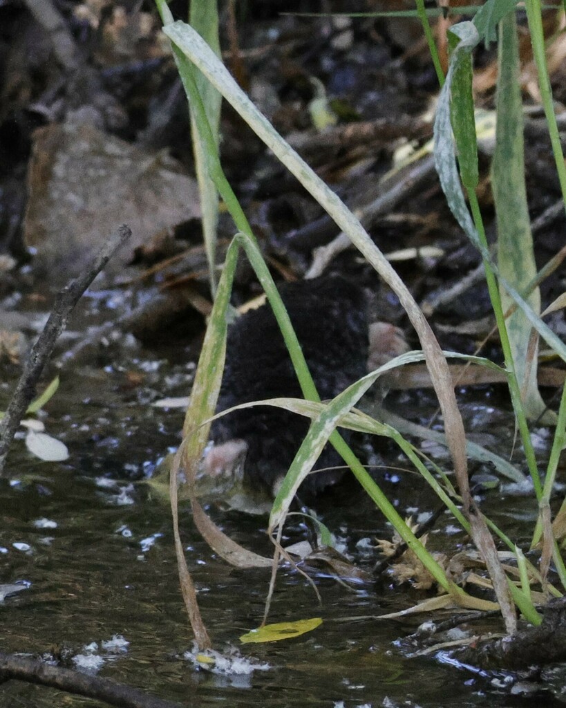 Broad-footed Mole from Los Angeles County, CA, USA on May 22, 2024 at ...