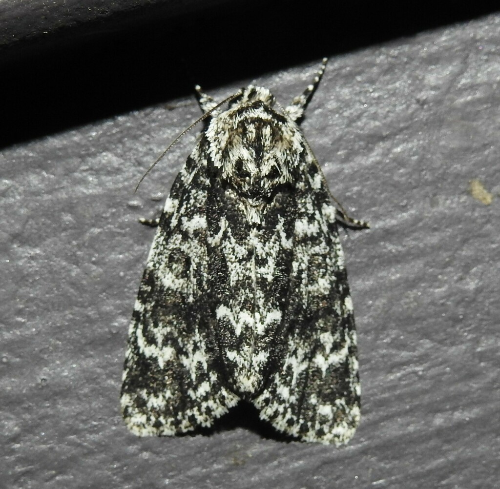 Night-wandering Dagger from Town of Rockingham, VT, USA on May 22, 2024 ...