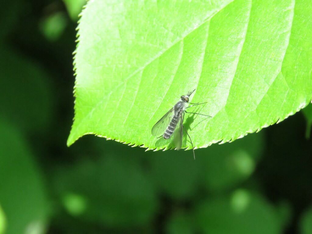 Thevenetimyia funesta from 431 E Rd, Milton, VT 05468, USA on May 22 ...