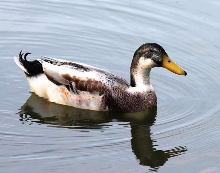 Domestic Mallard from Paringa SA 5340, Australia on May 11, 2024 at 10: ...
