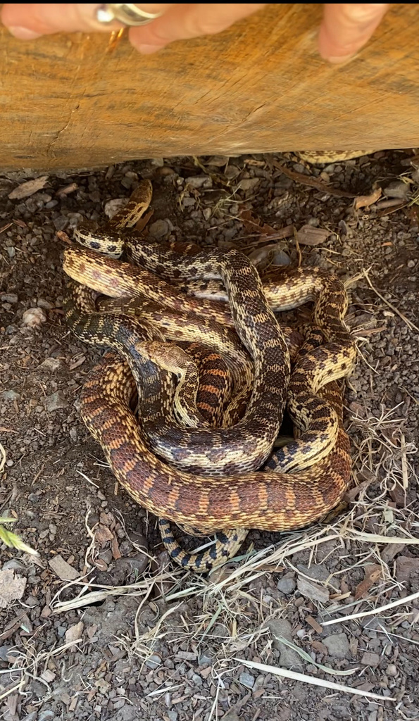 Pacific Gopher Snake from Collier Canyon Rd, Livermore, CA, US on May ...